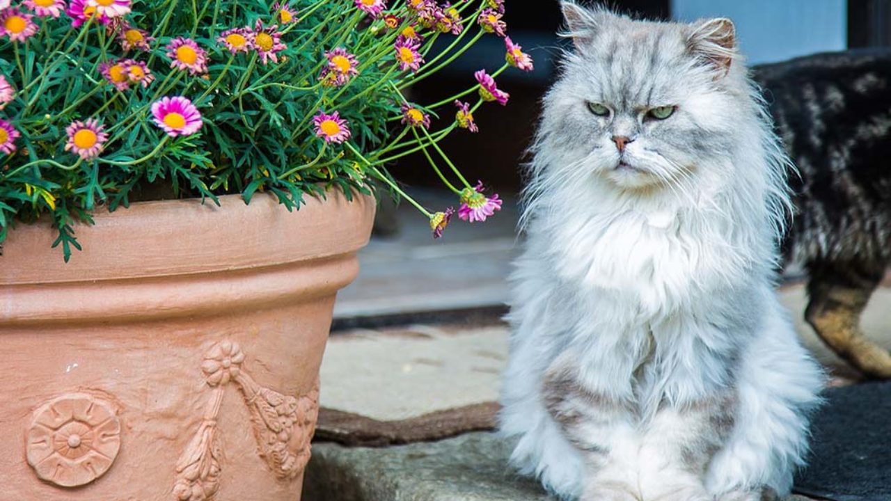 GATO PERSA - Información especializada sobre los gatos persa