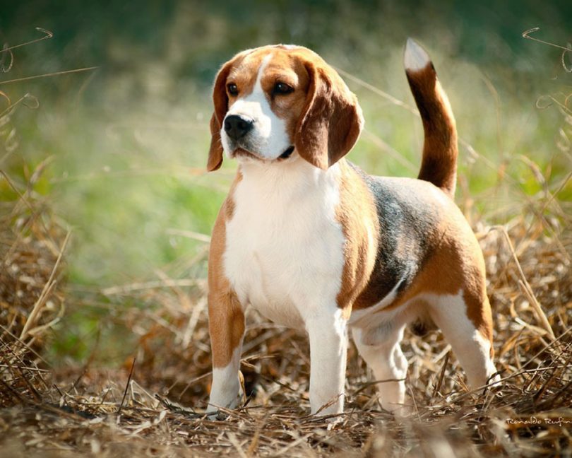 PERRO BEAGLE - Mascotas100.com