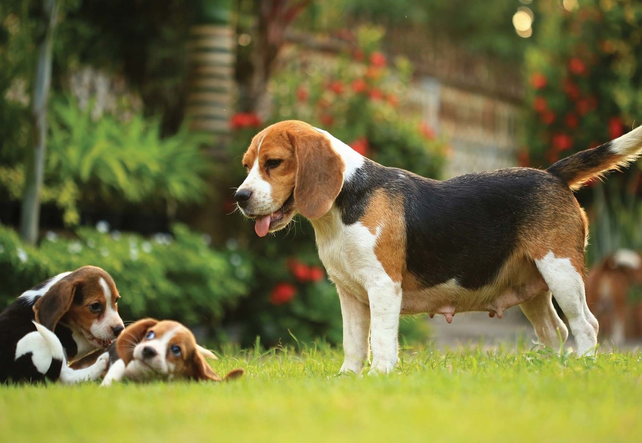 PERRO BEAGLE - Mascotas100.com